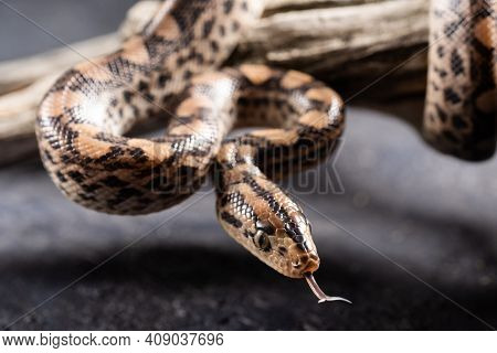 Python Snake Tongue Image & Photo (Free Trial) | Bigstock