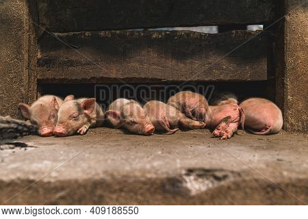 Baby Pigs Sleep Under Image & Photo (Free Trial) | Bigstock