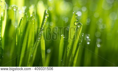 Wet Spring Green Grass Image & Photo (Free Trial) | Bigstock