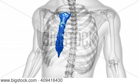 Human Skeleton Sternum Image & Photo (Free Trial) | Bigstock