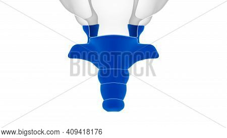 Human Skeleton Image & Photo (Free Trial) | Bigstock