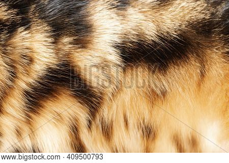 Fur Images, Illustrations & Vectors (Free) - Bigstock