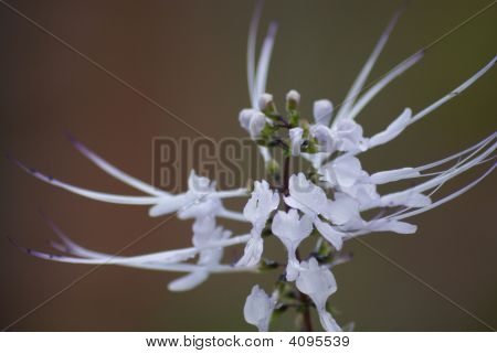 Java Tea Flower Image & Photo (Free Trial) | Bigstock