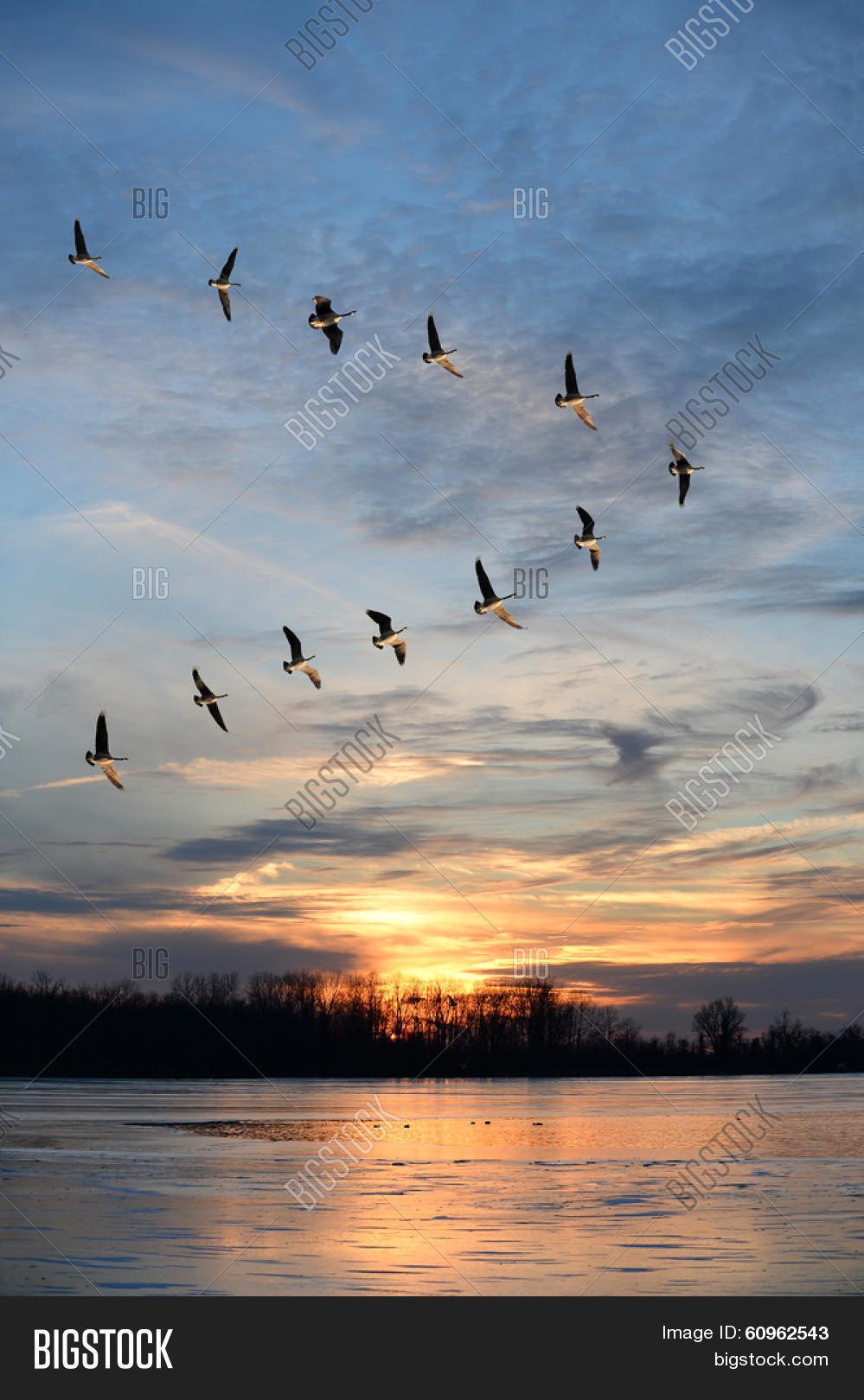 Flock Geese Flying V Image & Photo (Free Trial) | Bigstock