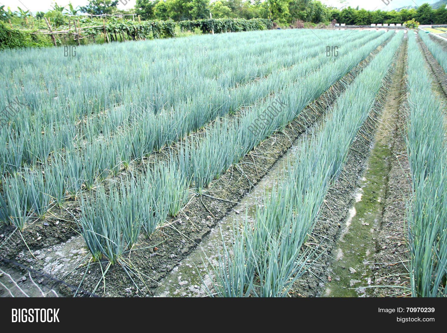 Spring Onion Closeup Image & Photo (Free Trial) | Bigstock