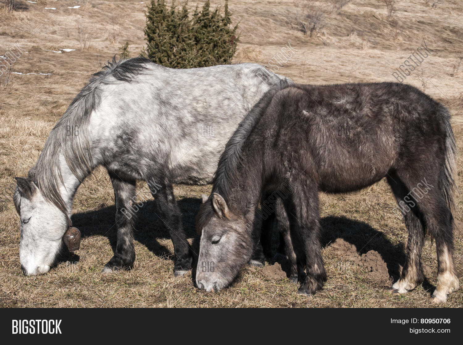 Hinnies On Winter Image & Photo (Free Trial) | Bigstock