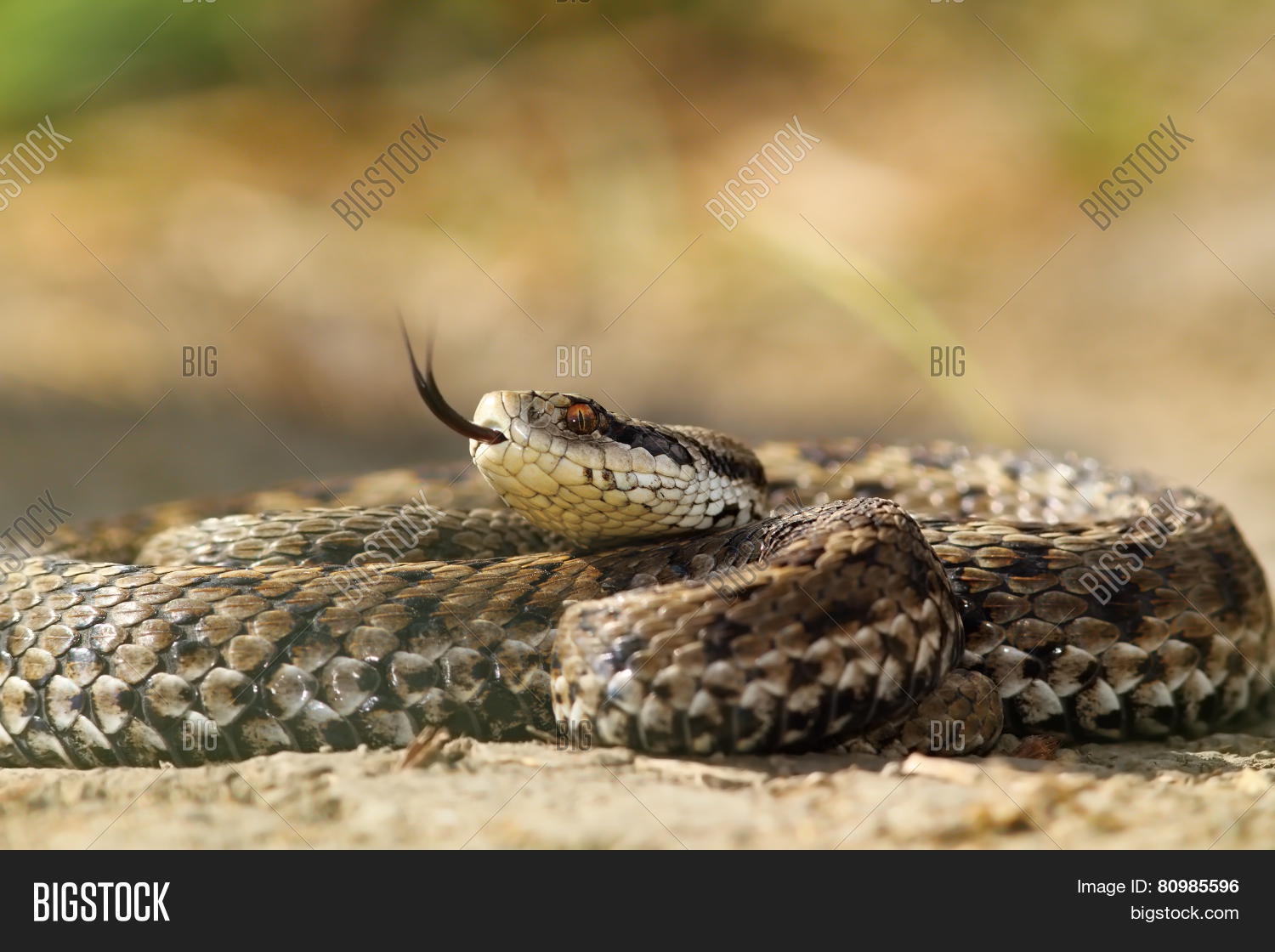 Beautiful Venomous Image & Photo (Free Trial) | Bigstock