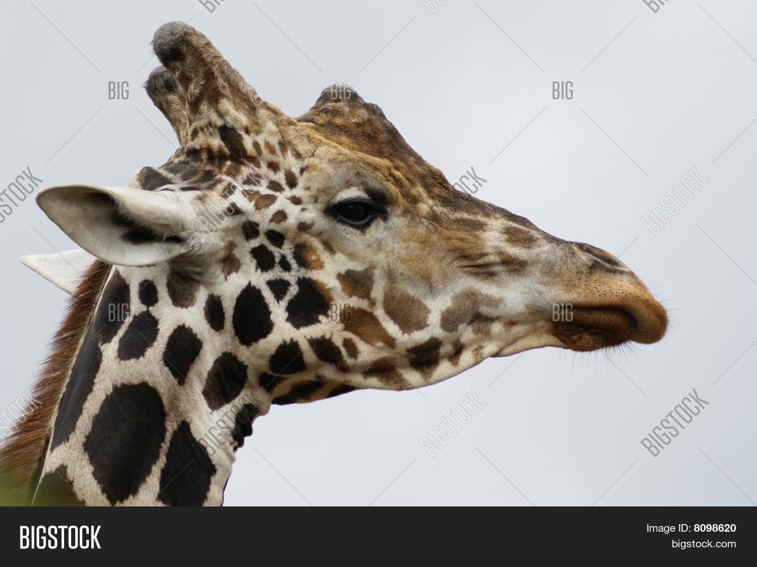 Giraffe Head Profile Image & Photo (Free Trial) | Bigstock
