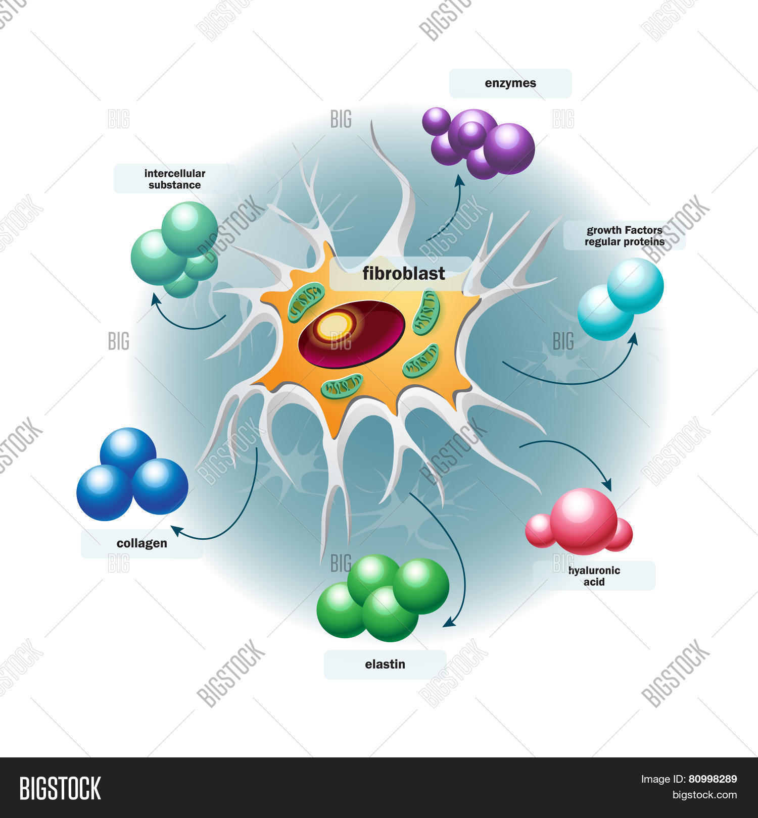 Structure Fibroblast Vector & Photo (Free Trial) | Bigstock