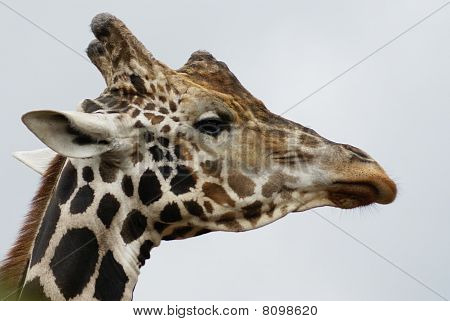 Giraffe Head Profile Image & Photo (Free Trial) | Bigstock