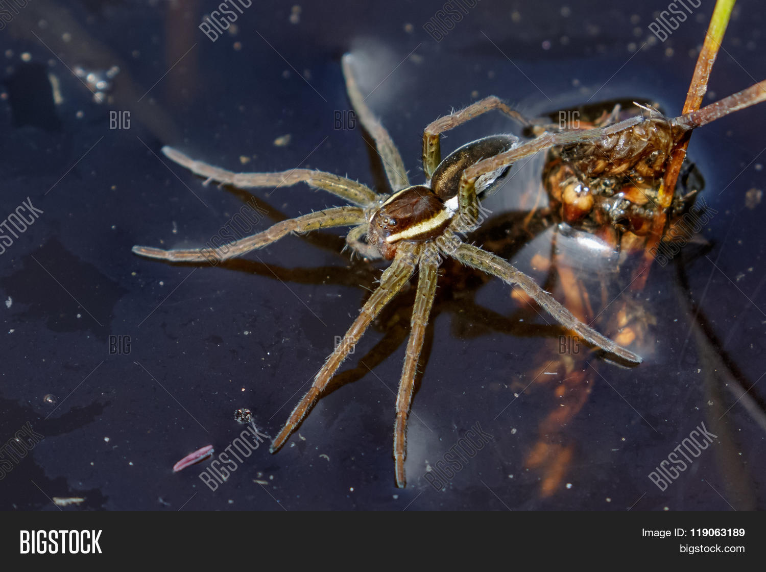 Young Raft Spider ( Image & Photo (Free Trial) | Bigstock