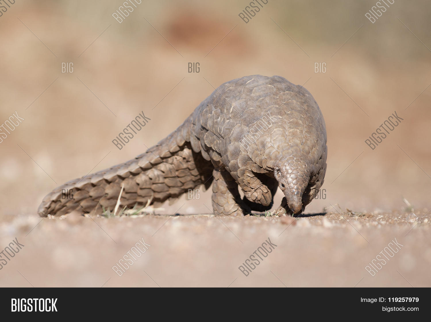 Pangolin Digging Ants Image & Photo (Free Trial) | Bigstock