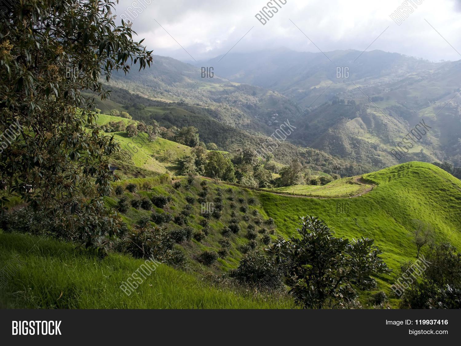 Country Field Coffee Image & Photo (Free Trial) | Bigstock