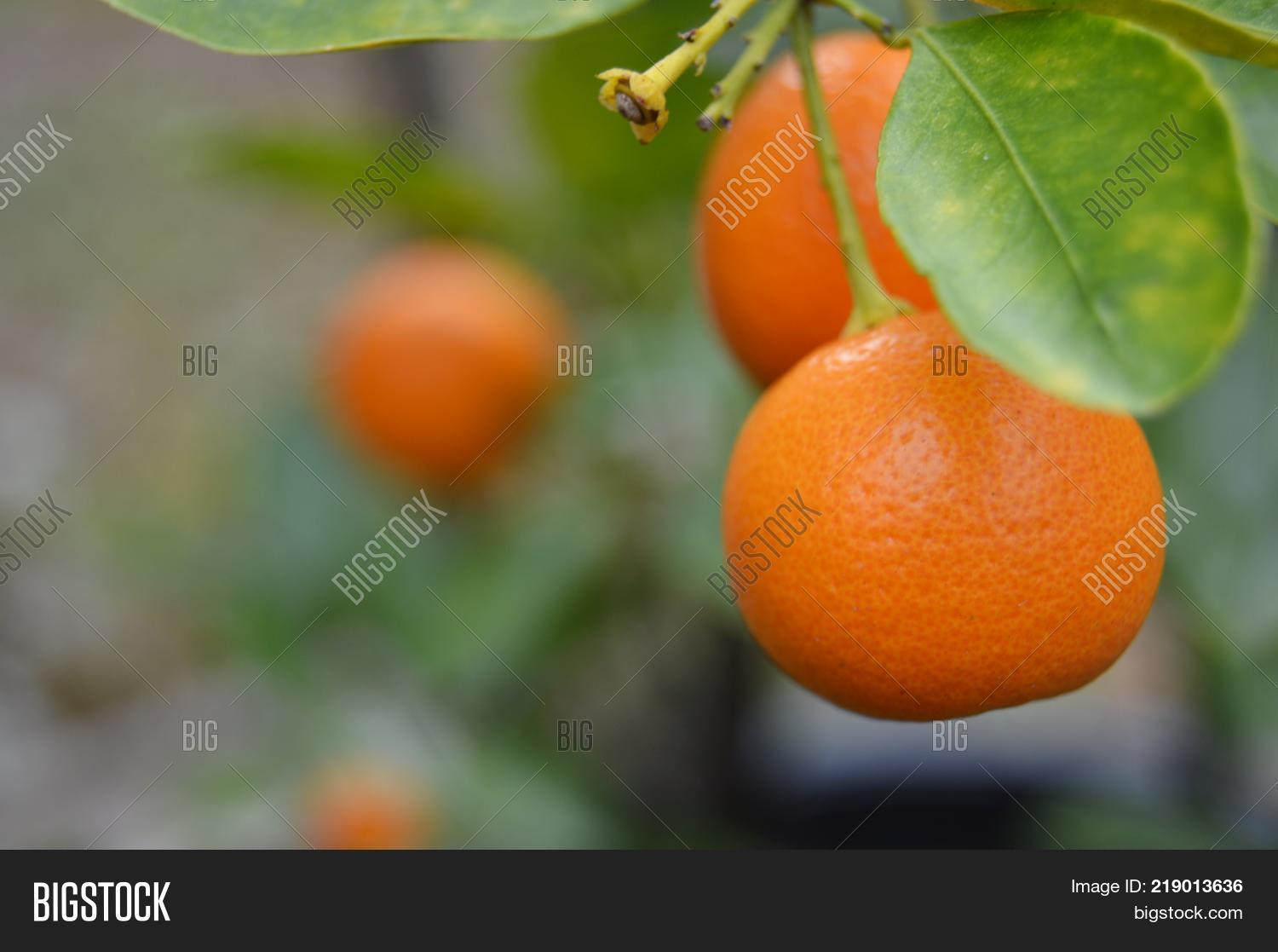 Ripe Calamansi Image & Photo (Free Trial) | Bigstock