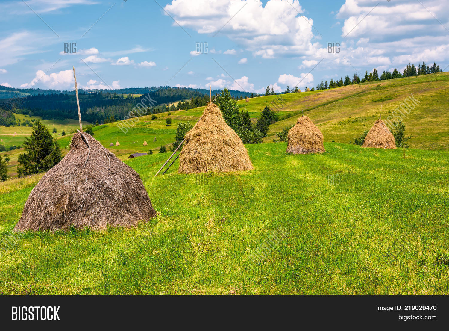 Haystacks Row On Image & Photo (Free Trial) | Bigstock