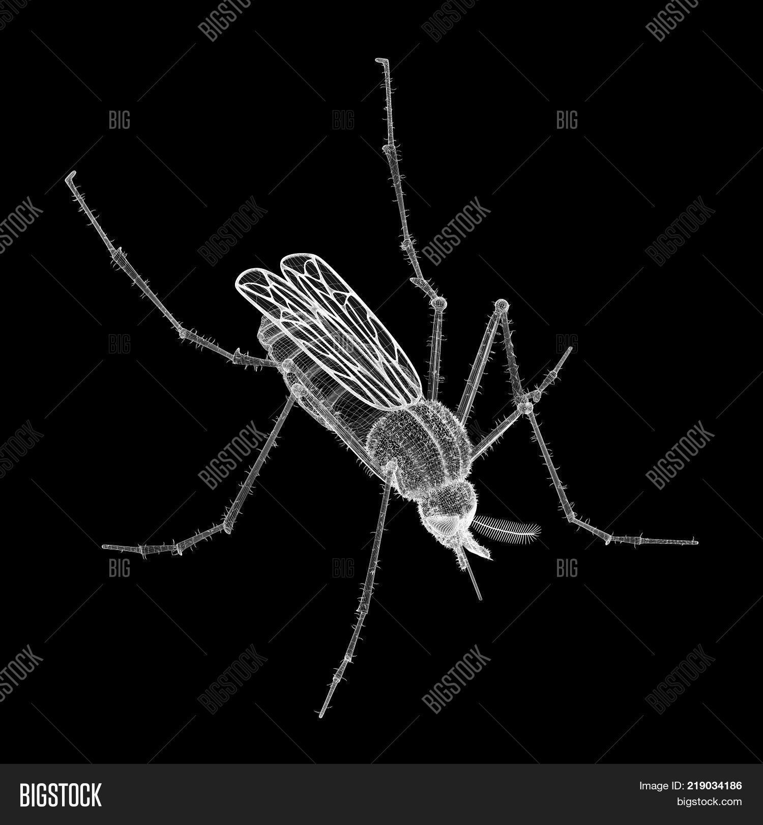 Gnat Body Structure Image & Photo (Free Trial) | Bigstock
