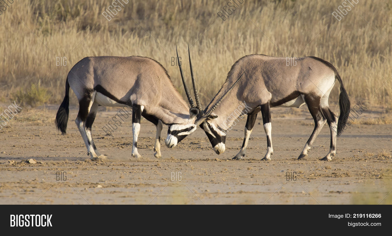 Two Oryx Fight Image & Photo (Free Trial) | Bigstock