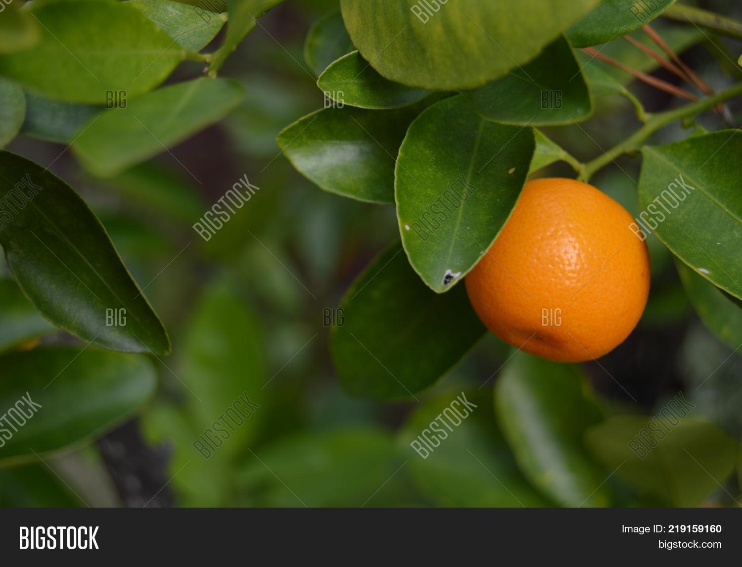 Ripe Single Calamansi Image & Photo (Free Trial) | Bigstock