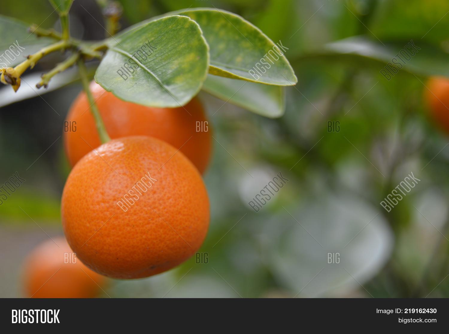 Close Ripe Calamansi Image & Photo (Free Trial) | Bigstock