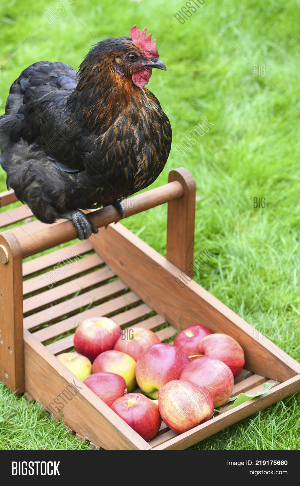 Happy Free Range Image & Photo (Free Trial) | Bigstock
