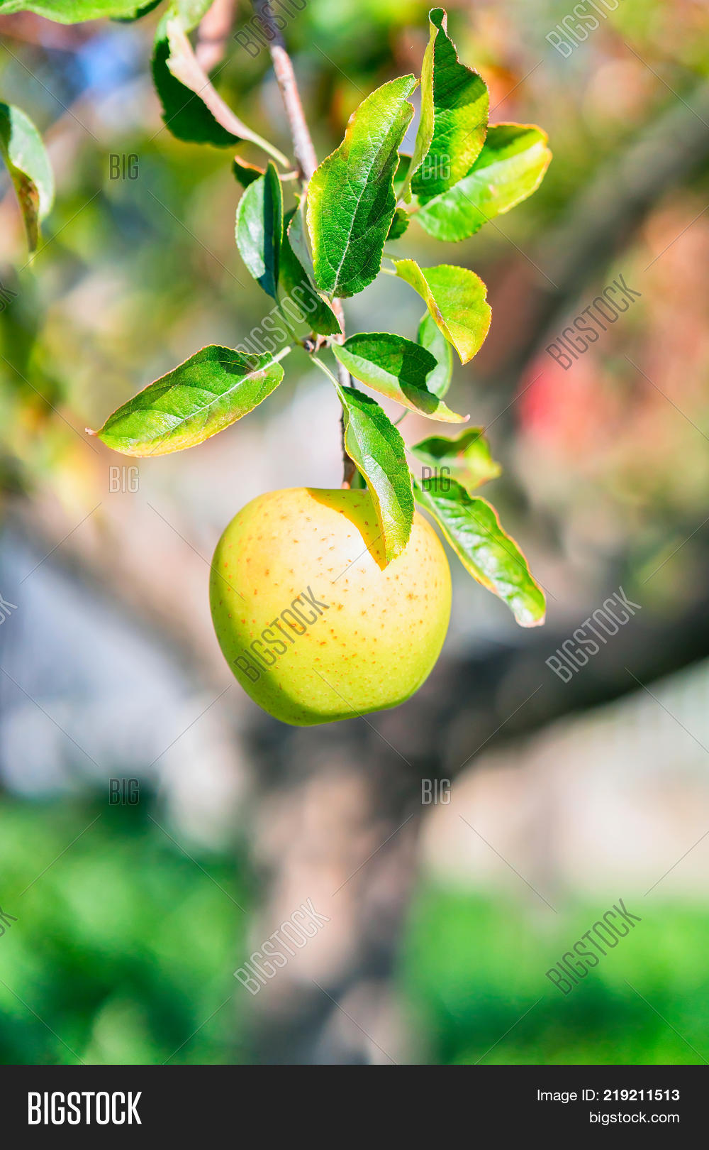 Apple On Appple Tree Image & Photo (Free Trial) | Bigstock