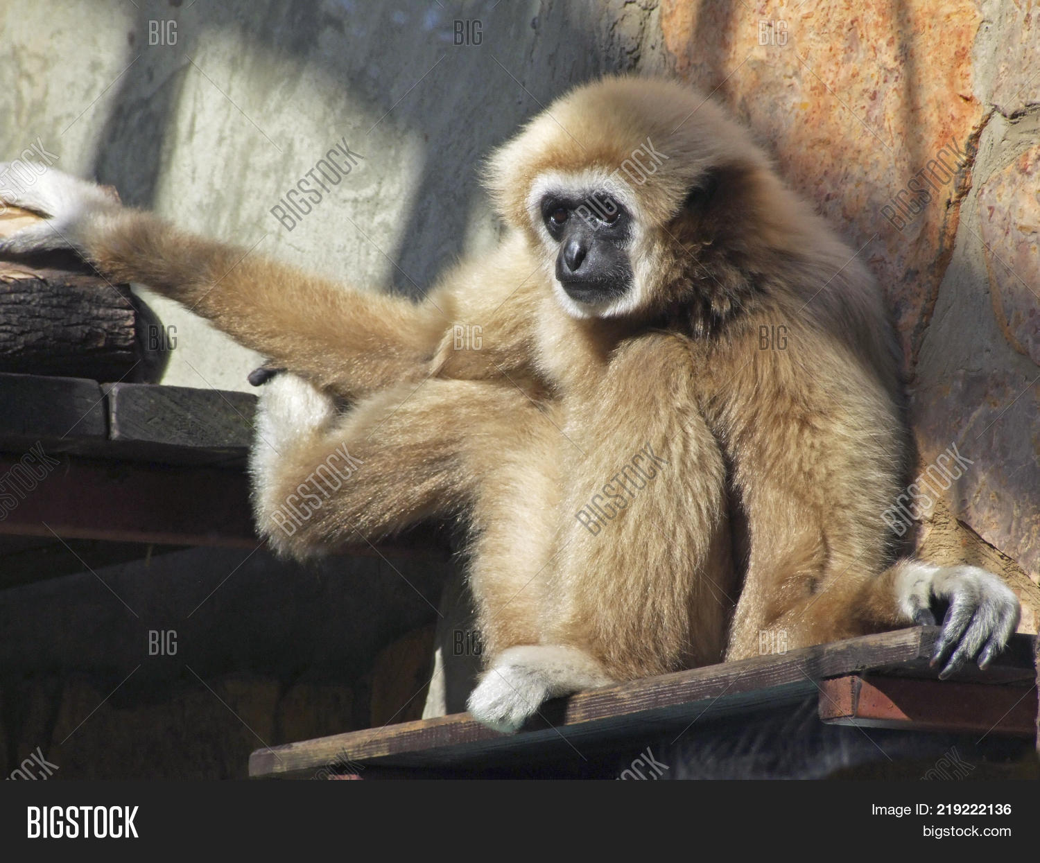 Adult Male Lar Gibbon Image & Photo (Free Trial) | Bigstock