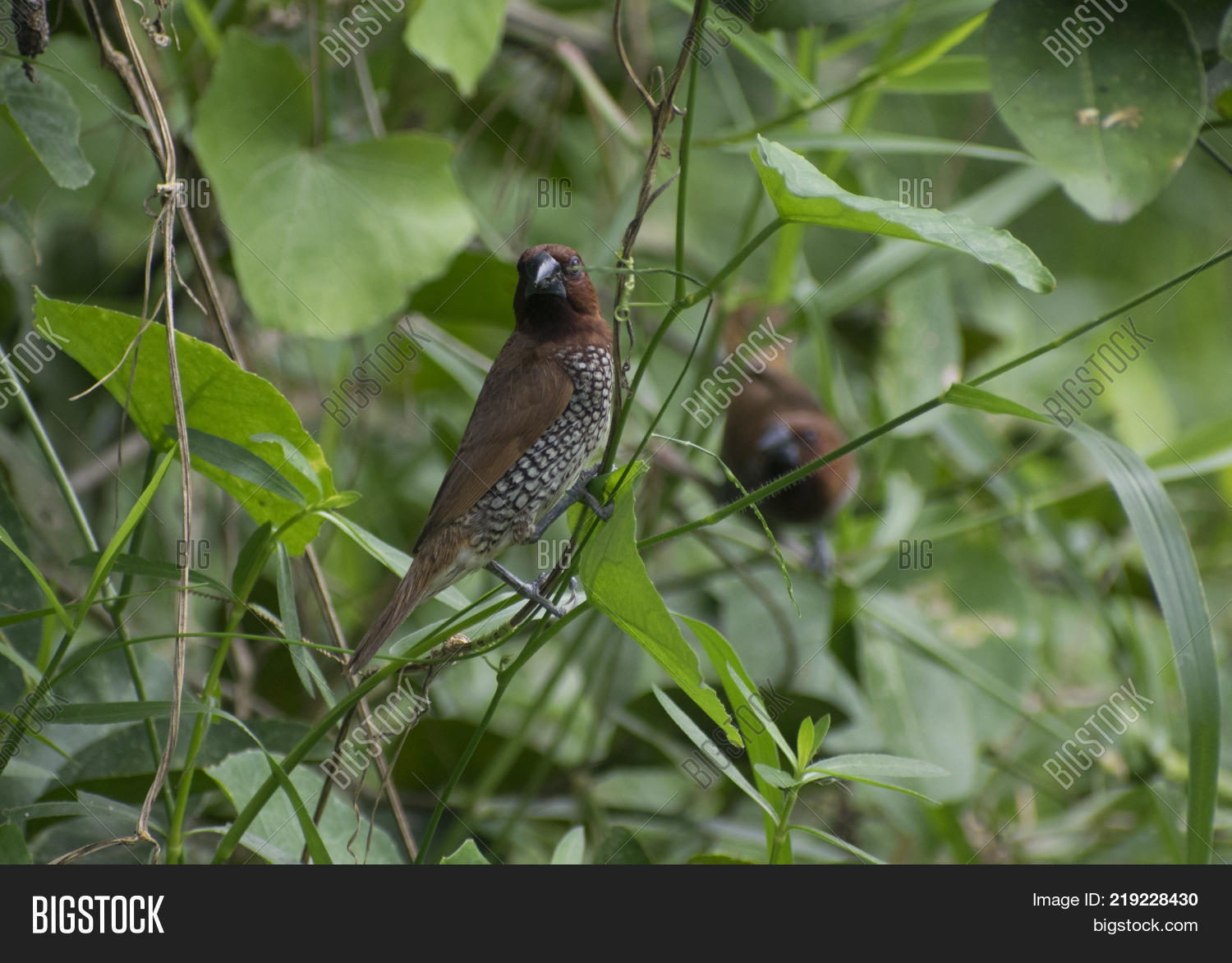 Spice Finch Brown Image & Photo (Free Trial) | Bigstock