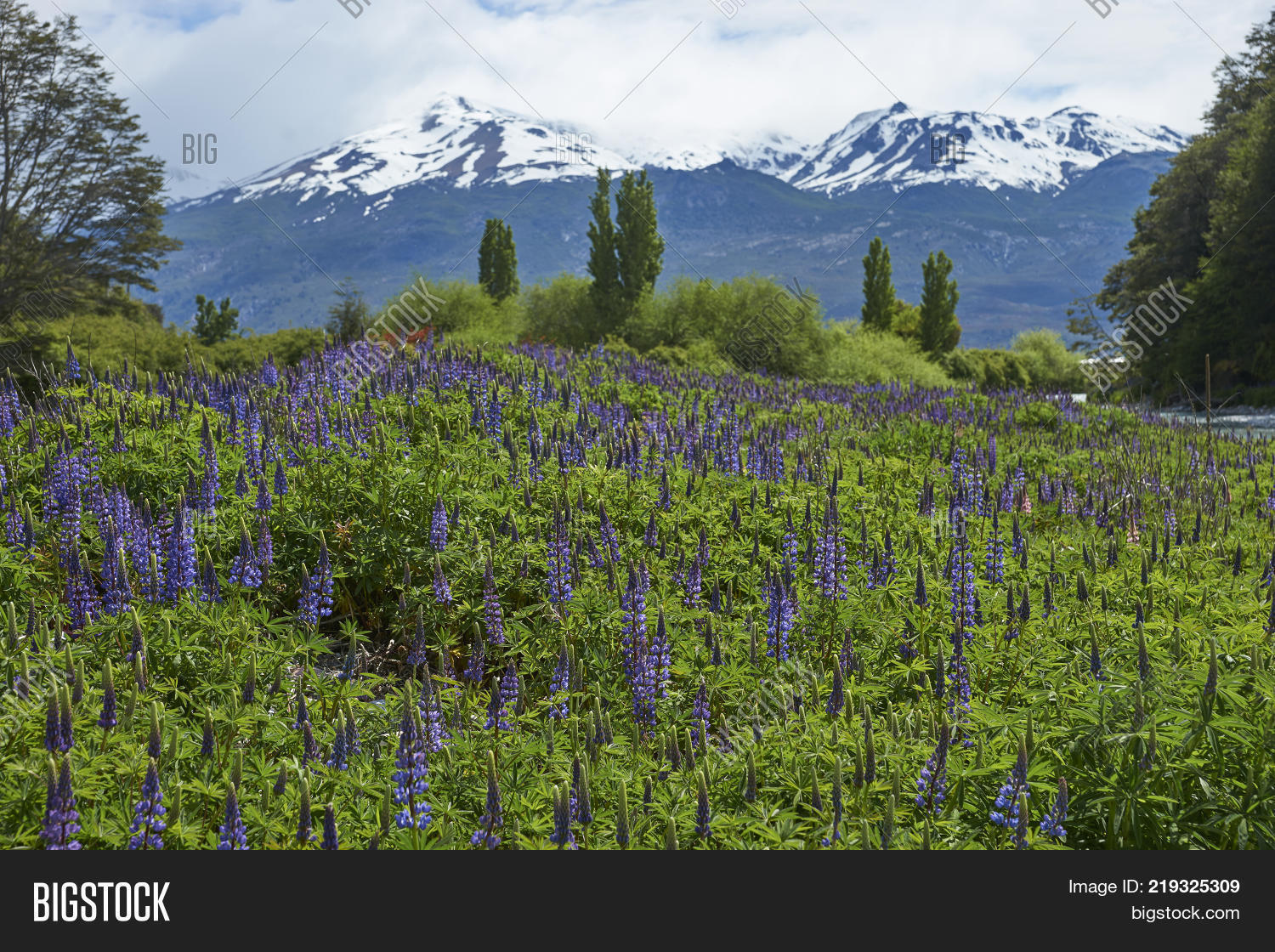 Spring Patagonia. Image & Photo (Free Trial) | Bigstock