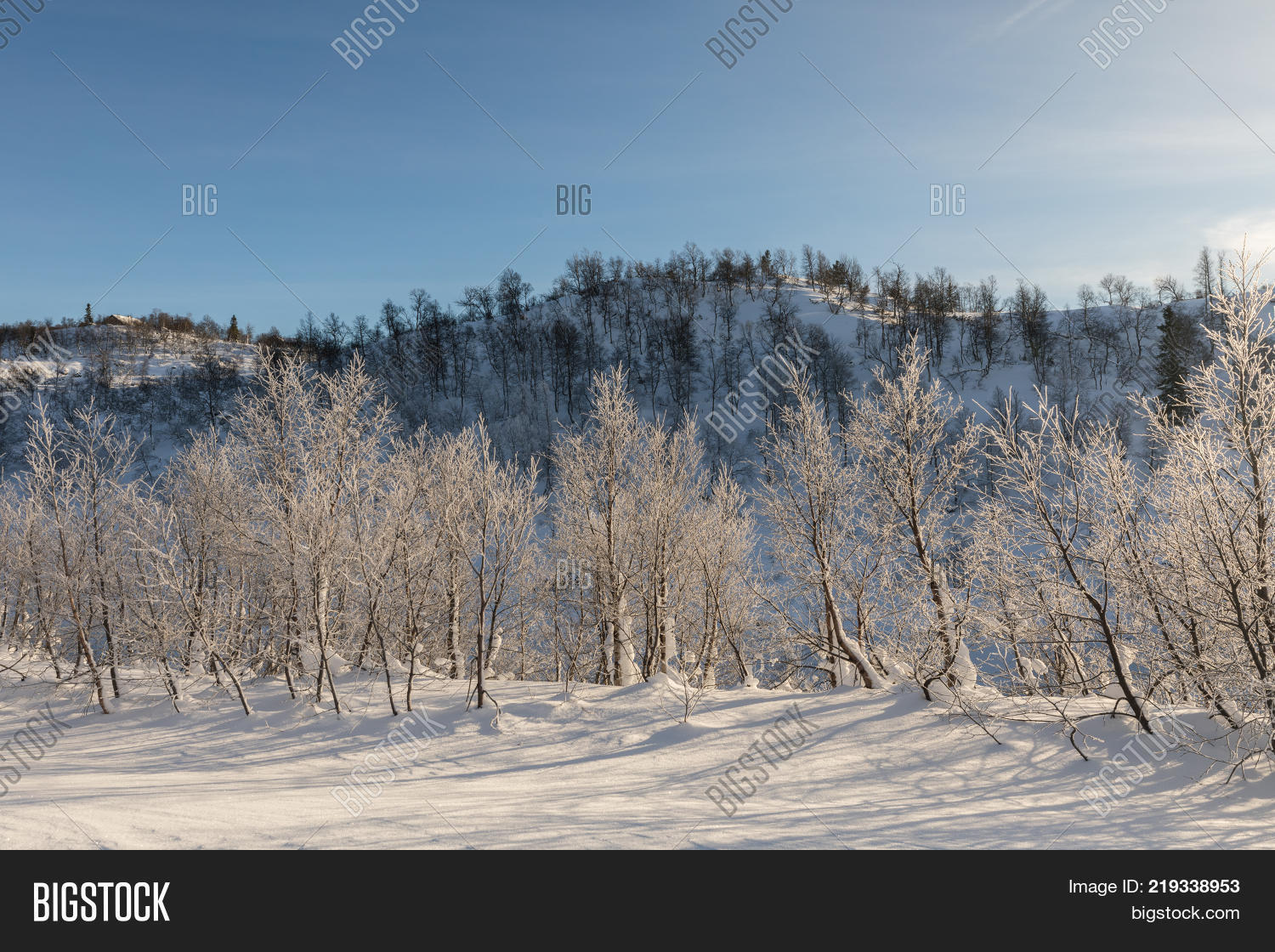 Mountain Birch Forest Image & Photo (Free Trial) | Bigstock