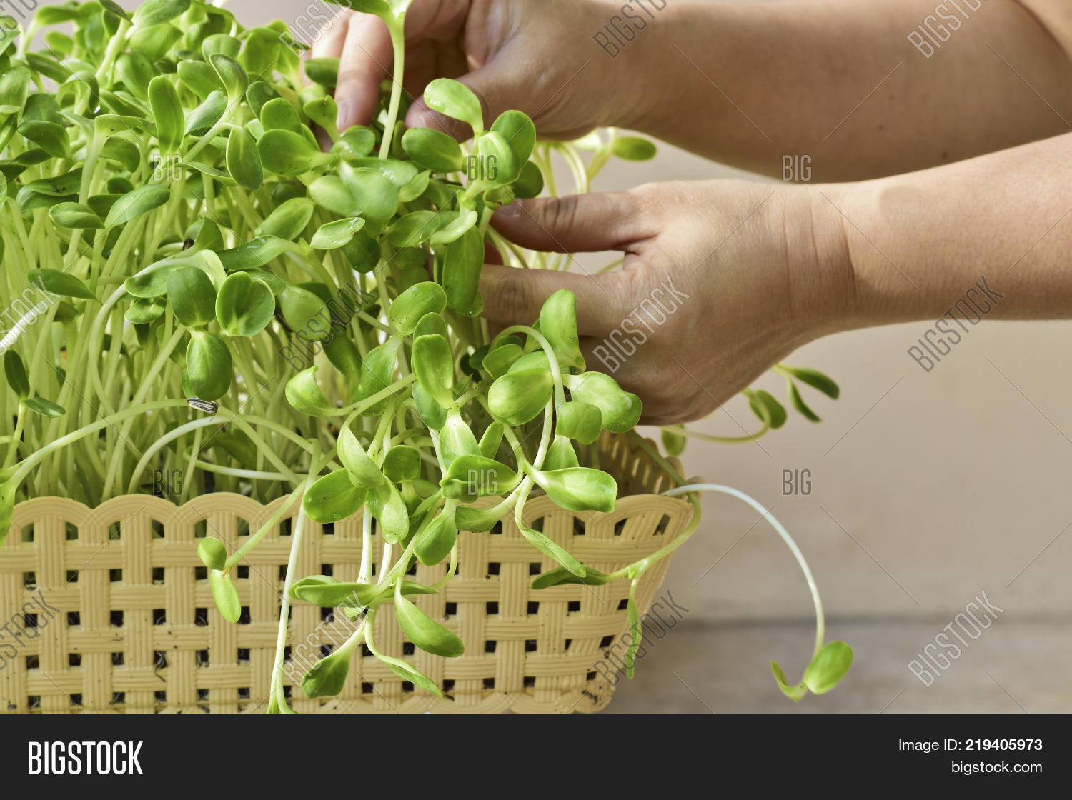 Woman Hand Growing Image & Photo (Free Trial) | Bigstock