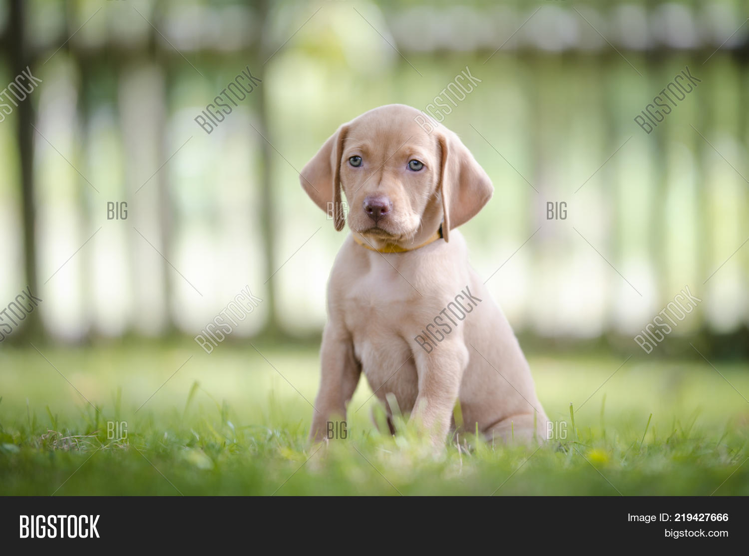 5 Week Old Puppies Image & Photo (Free Trial) | Bigstock
