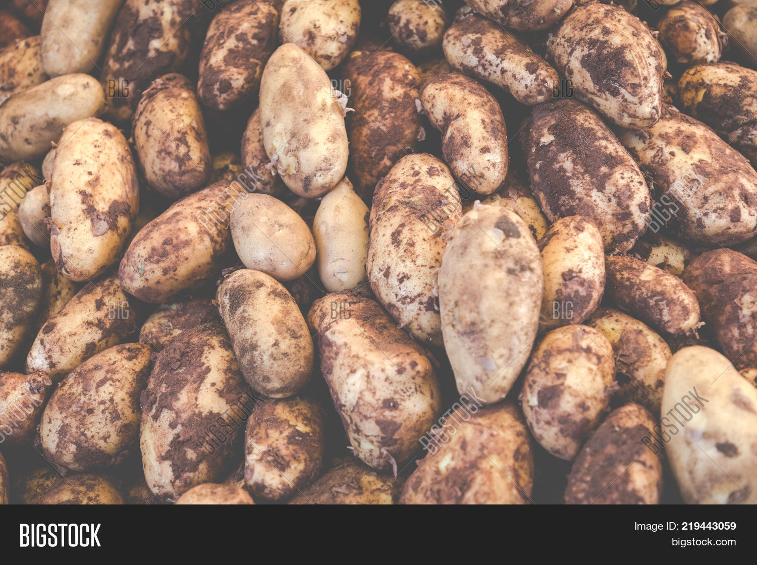Patatoes Lined On Image & Photo (Free Trial) | Bigstock
