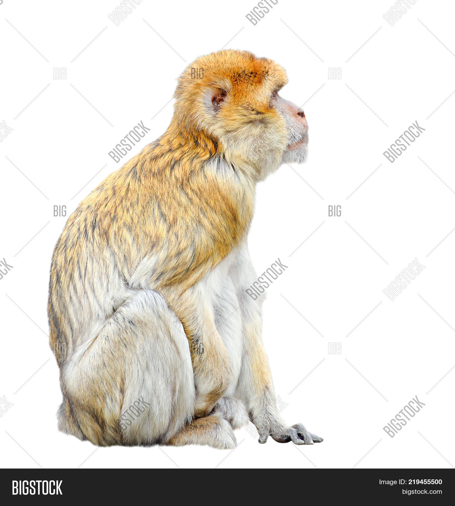 Monkey Isolated On Image & Photo (Free Trial) | Bigstock