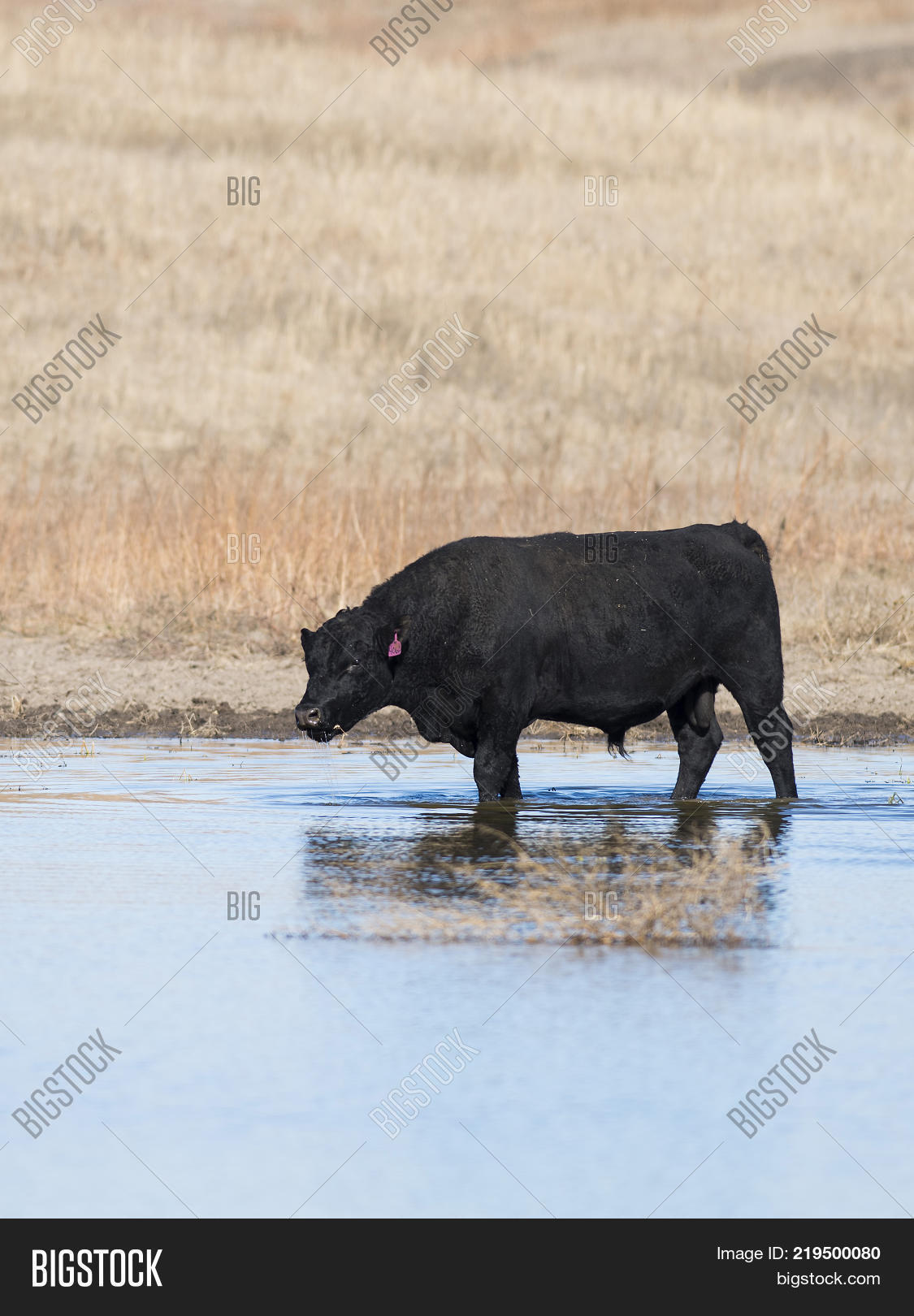 Black Angus Bull Pond Image & Photo (Free Trial) | Bigstock