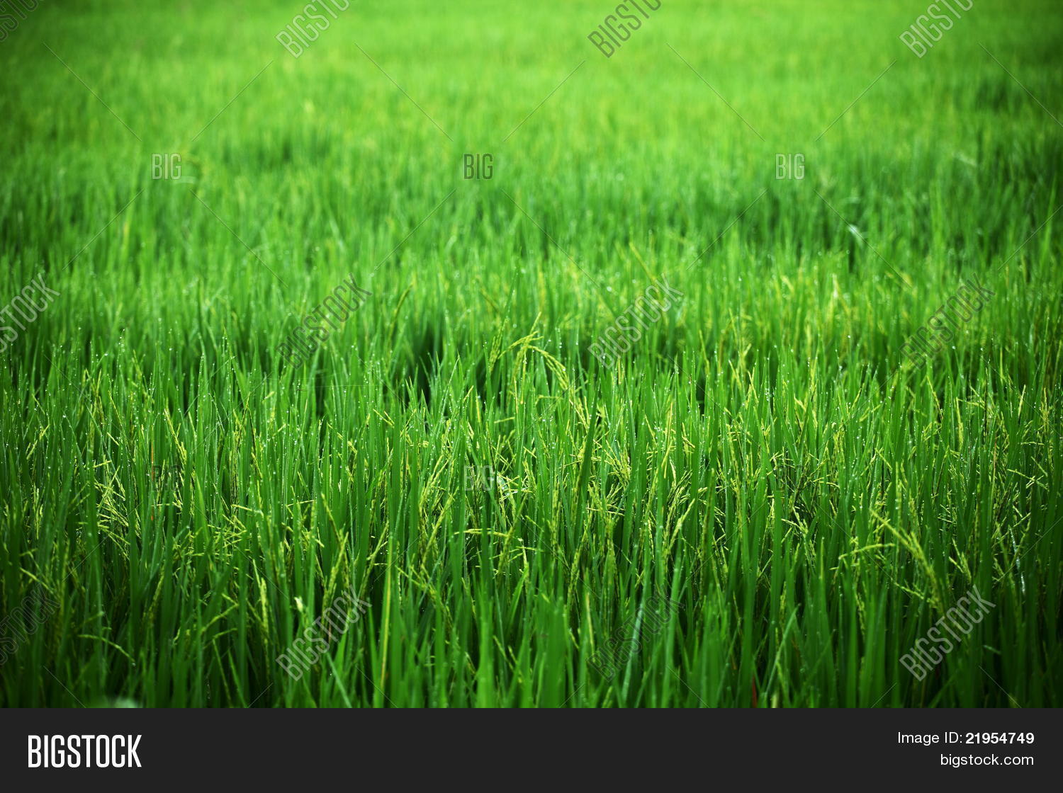 Rice Leaf Morning Image & Photo (Free Trial) | Bigstock