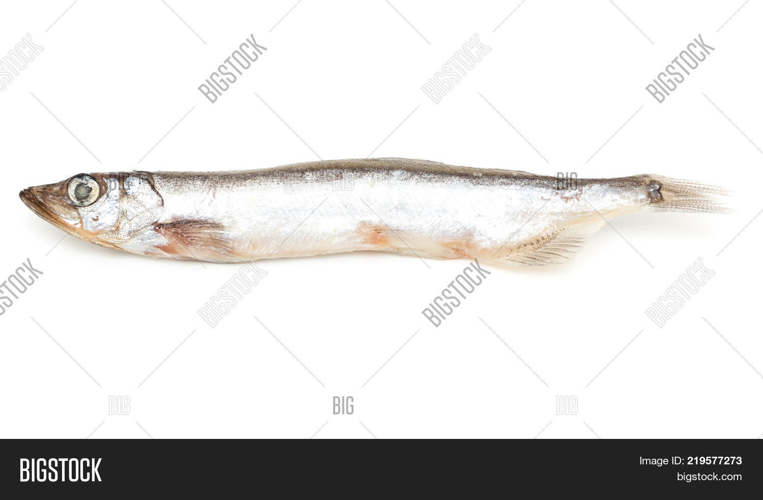 Capelin On White Image & Photo (Free Trial) | Bigstock