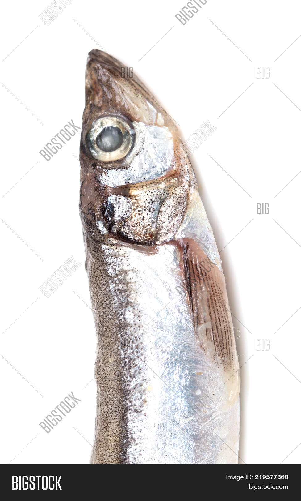 Capelin On White Image & Photo (Free Trial) | Bigstock