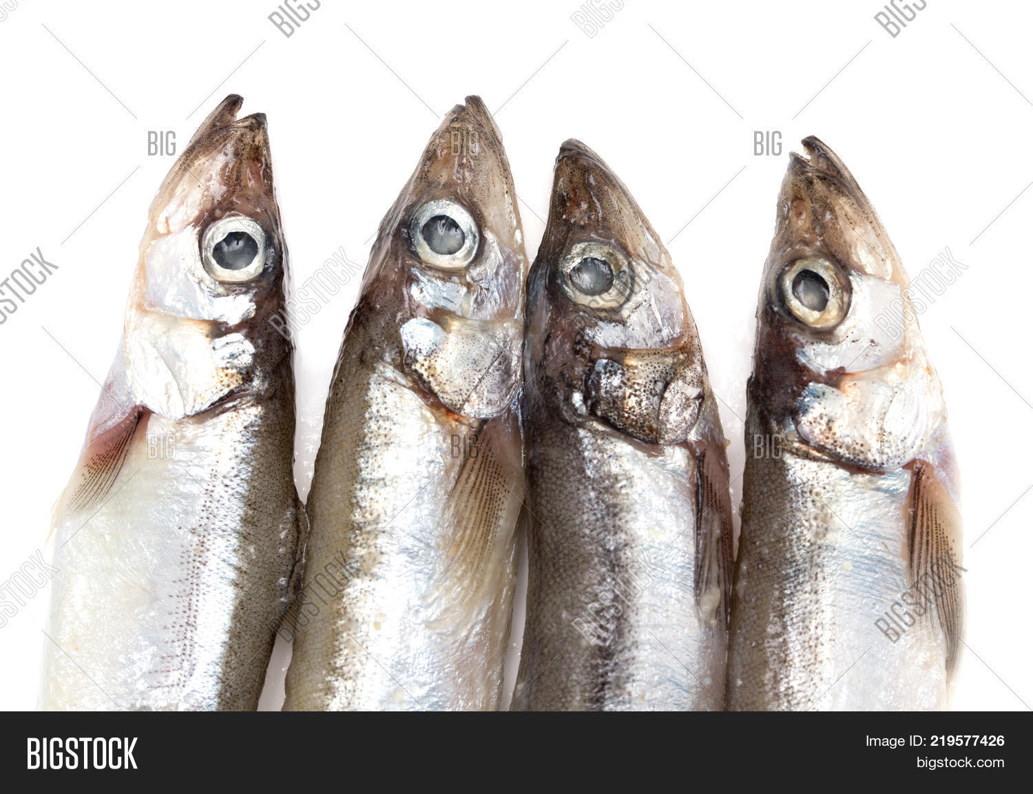 Capelin On White Image & Photo (Free Trial) | Bigstock