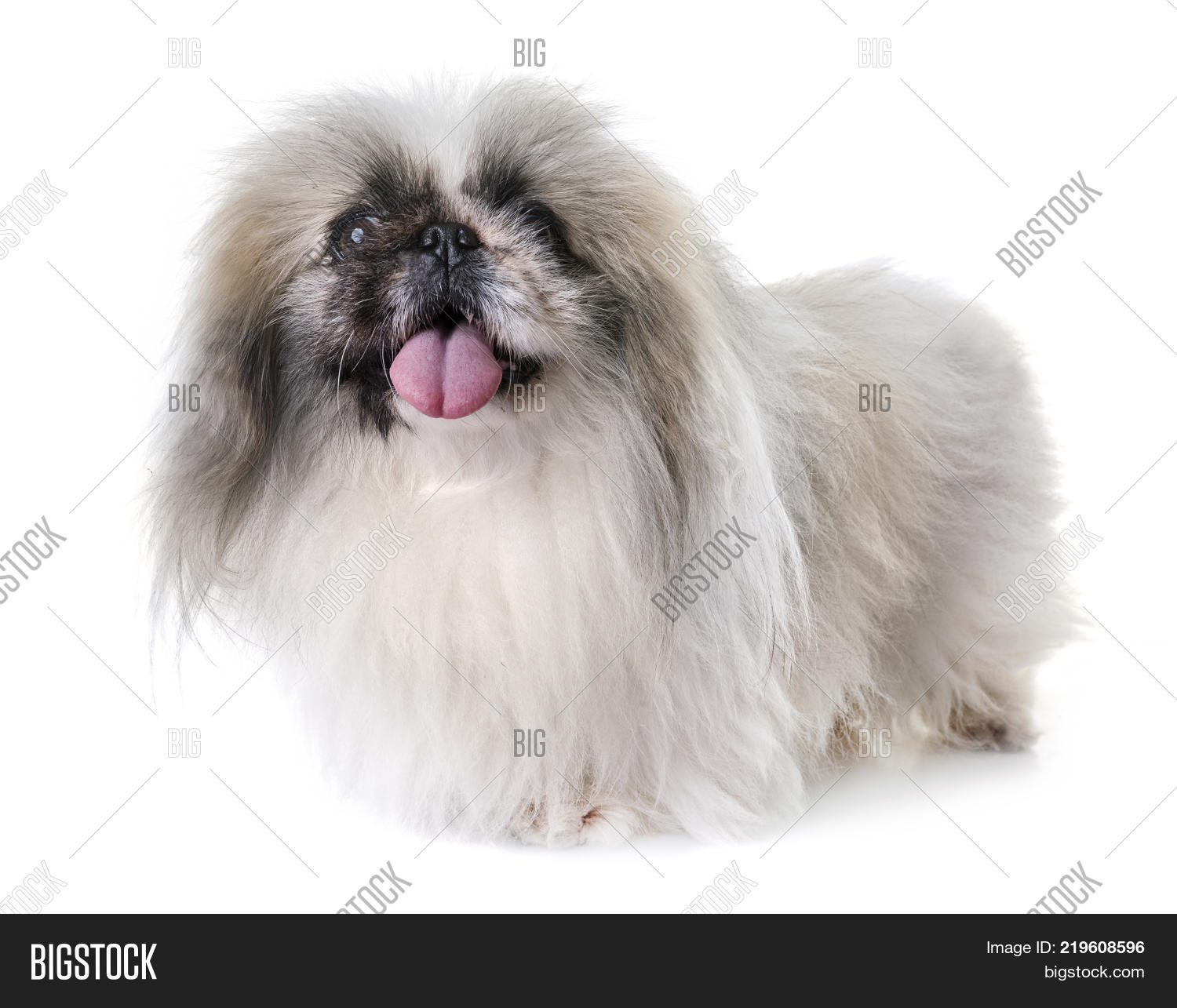 Pekingese Dog Front Image & Photo (Free Trial) | Bigstock