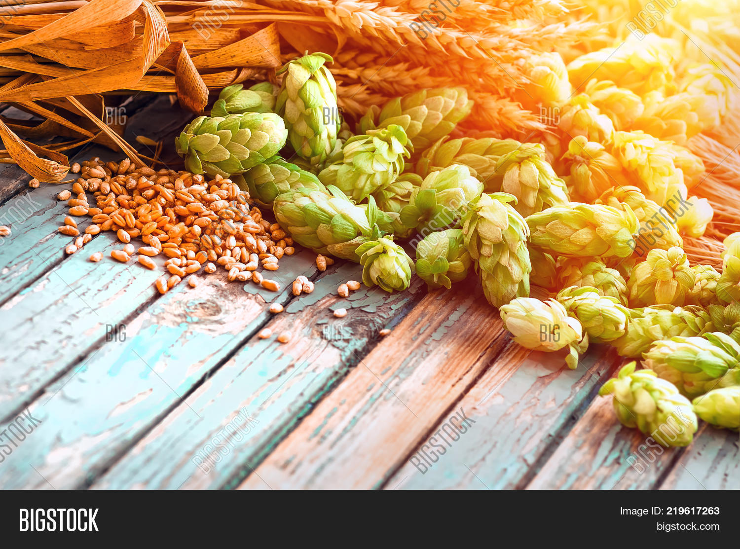 Green Hops, Malt, Ears Image & Photo (Free Trial) | Bigstock