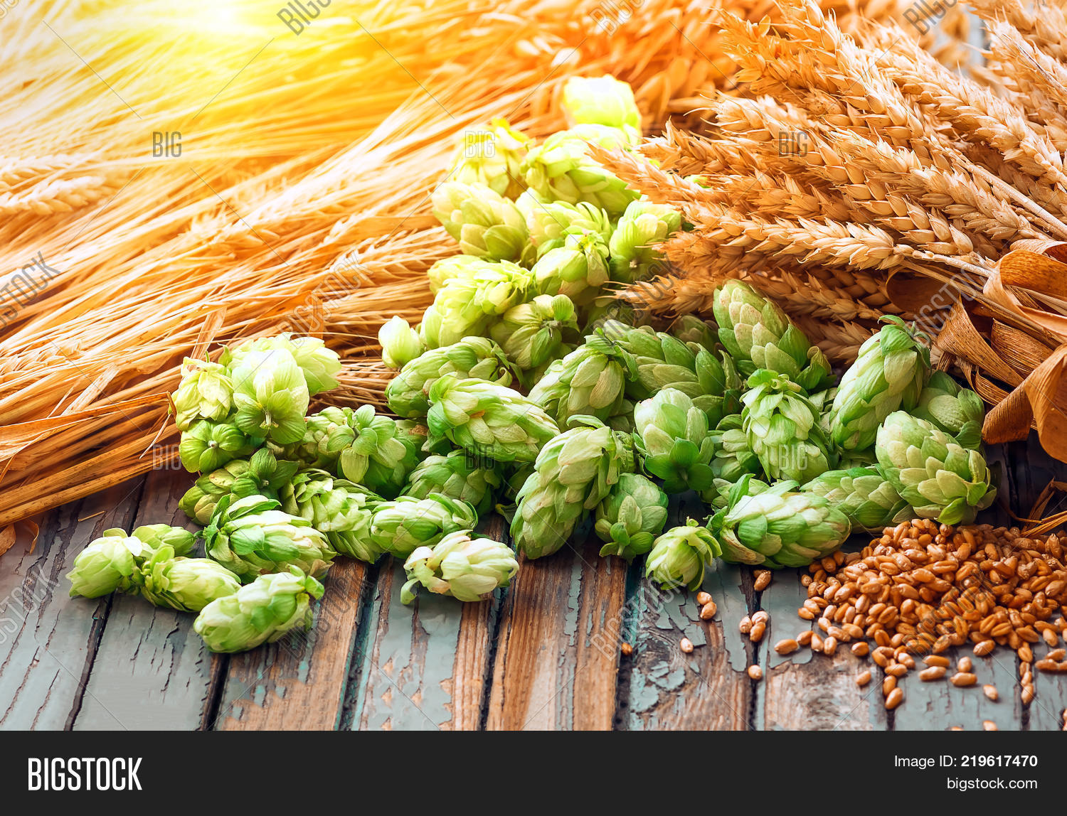 Green Hops, Malt, Ears Image & Photo (Free Trial) | Bigstock
