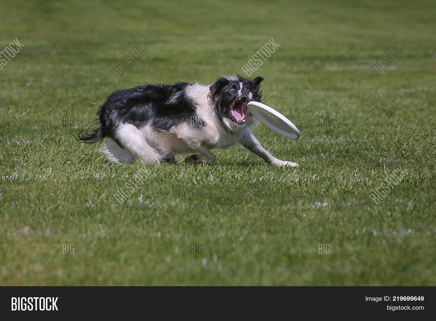 Dog Playing Fetch Image & Photo (Free Trial) | Bigstock