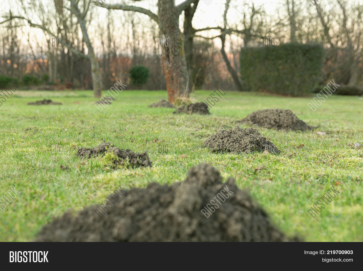 Earth Mound Mole On Image & Photo (Free Trial) | Bigstock