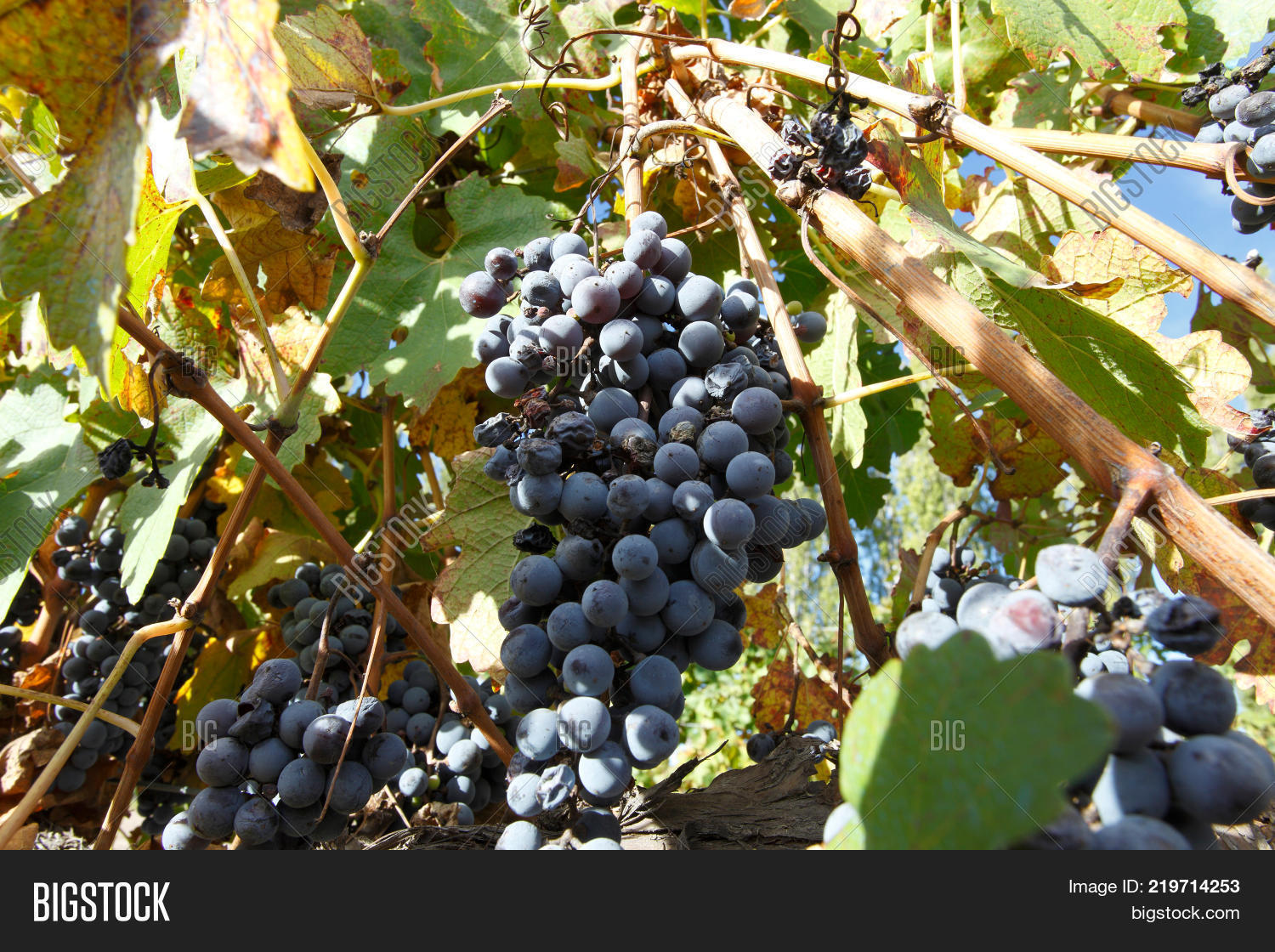 Malbec Grape Image & Photo (Free Trial) | Bigstock
