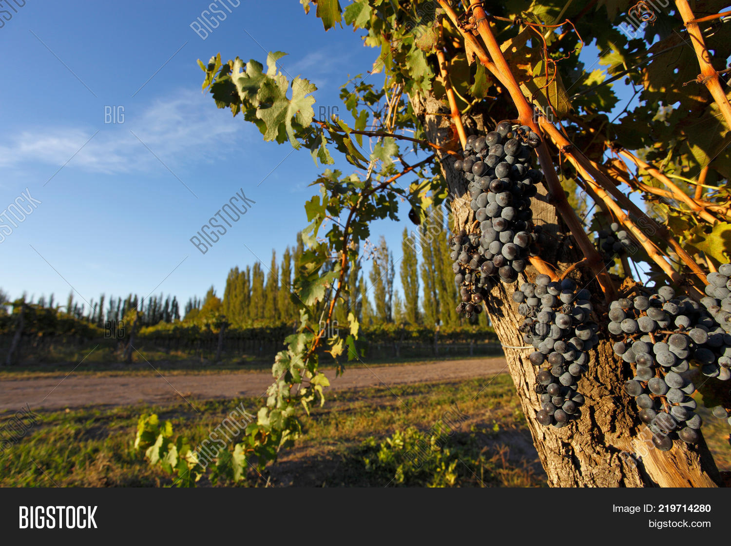 Malbec Grape Image & Photo (Free Trial) | Bigstock