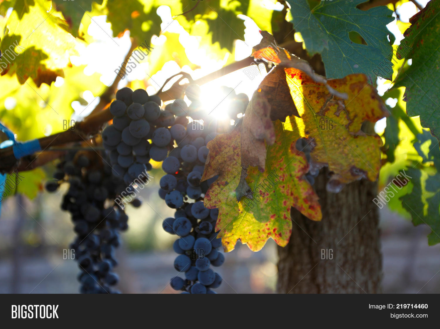 Malbec Grape Image & Photo (Free Trial) | Bigstock
