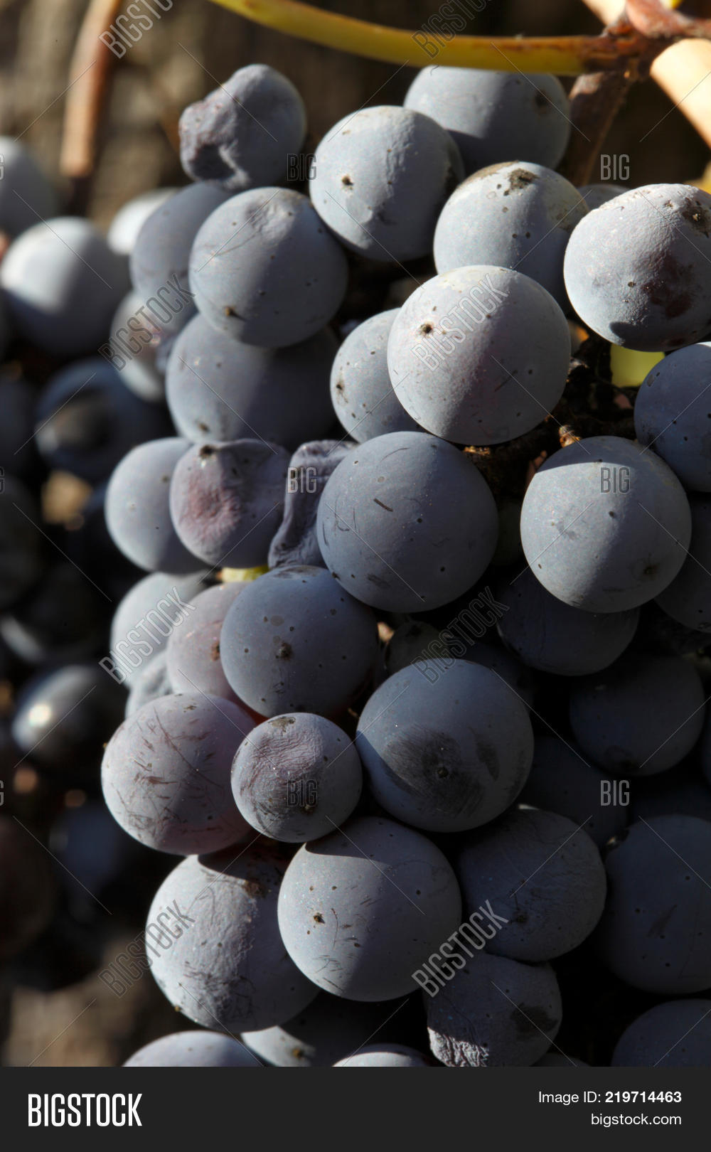 Malbec Grape Image & Photo (Free Trial) | Bigstock