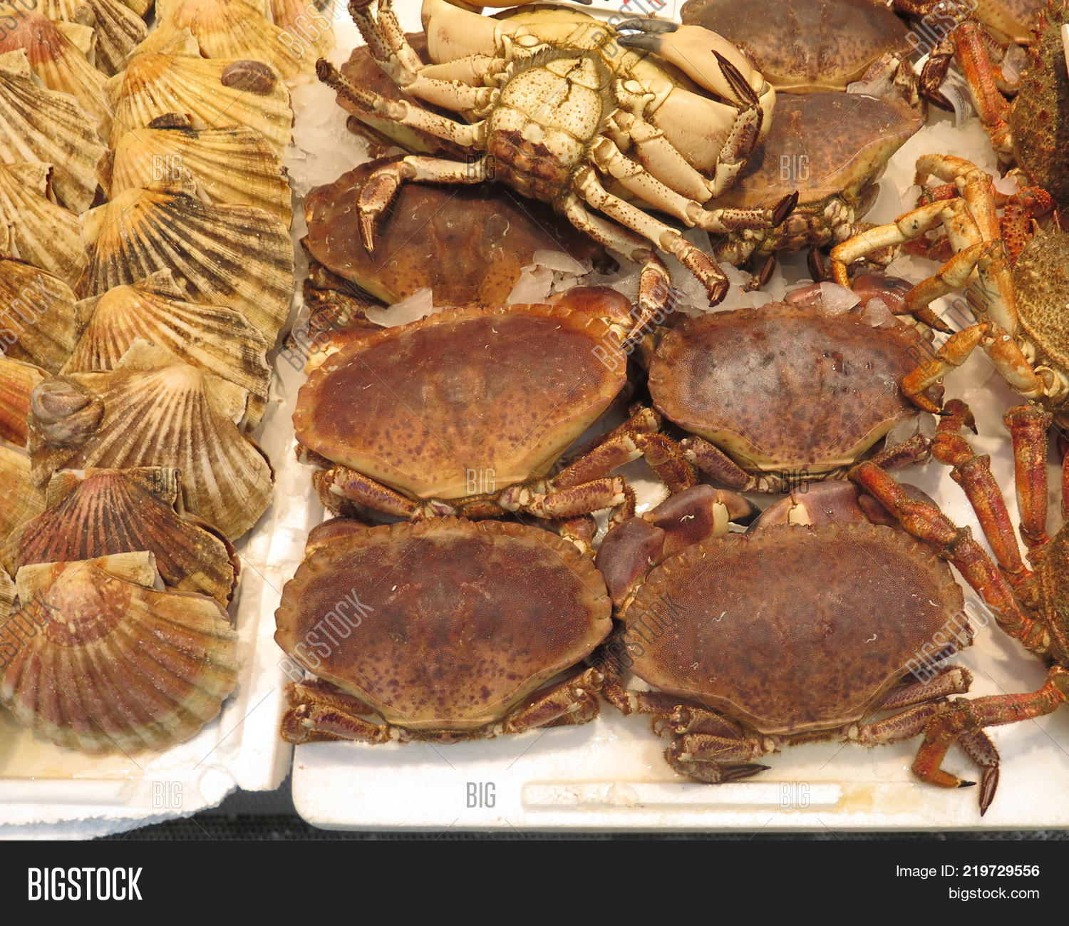 King Scallops Crab On Image & Photo (Free Trial) | Bigstock