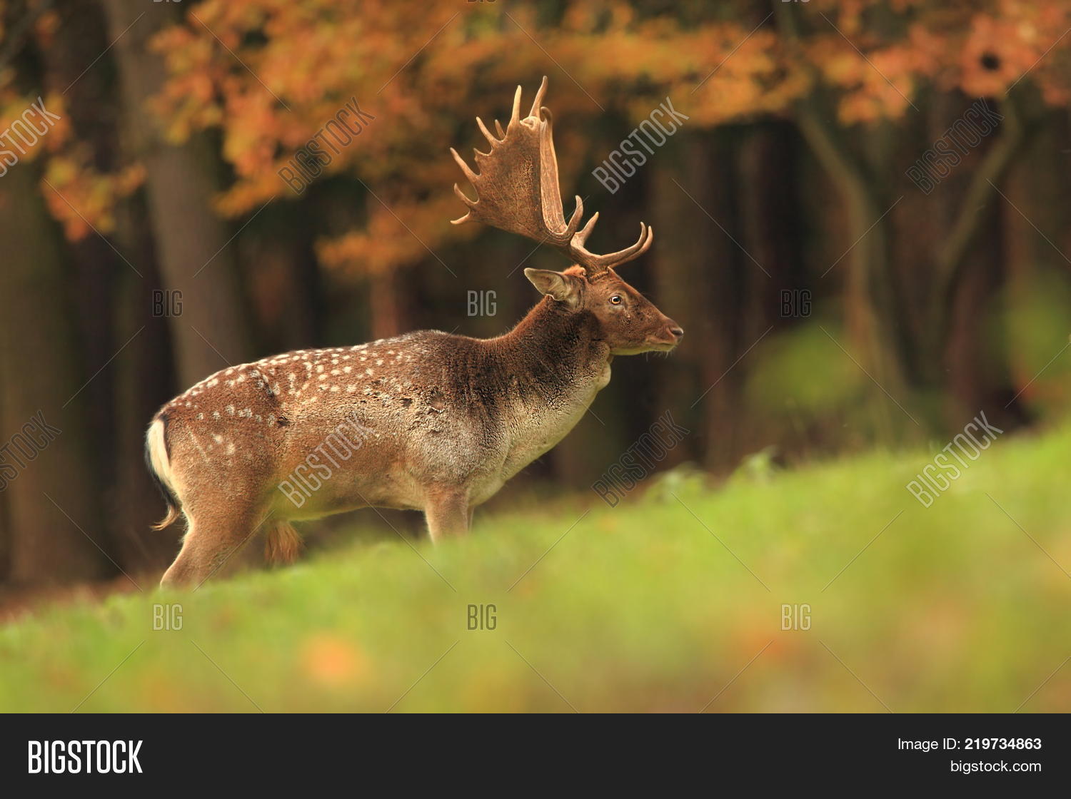 Fallow Deer Spotted. Image & Photo (Free Trial) | Bigstock