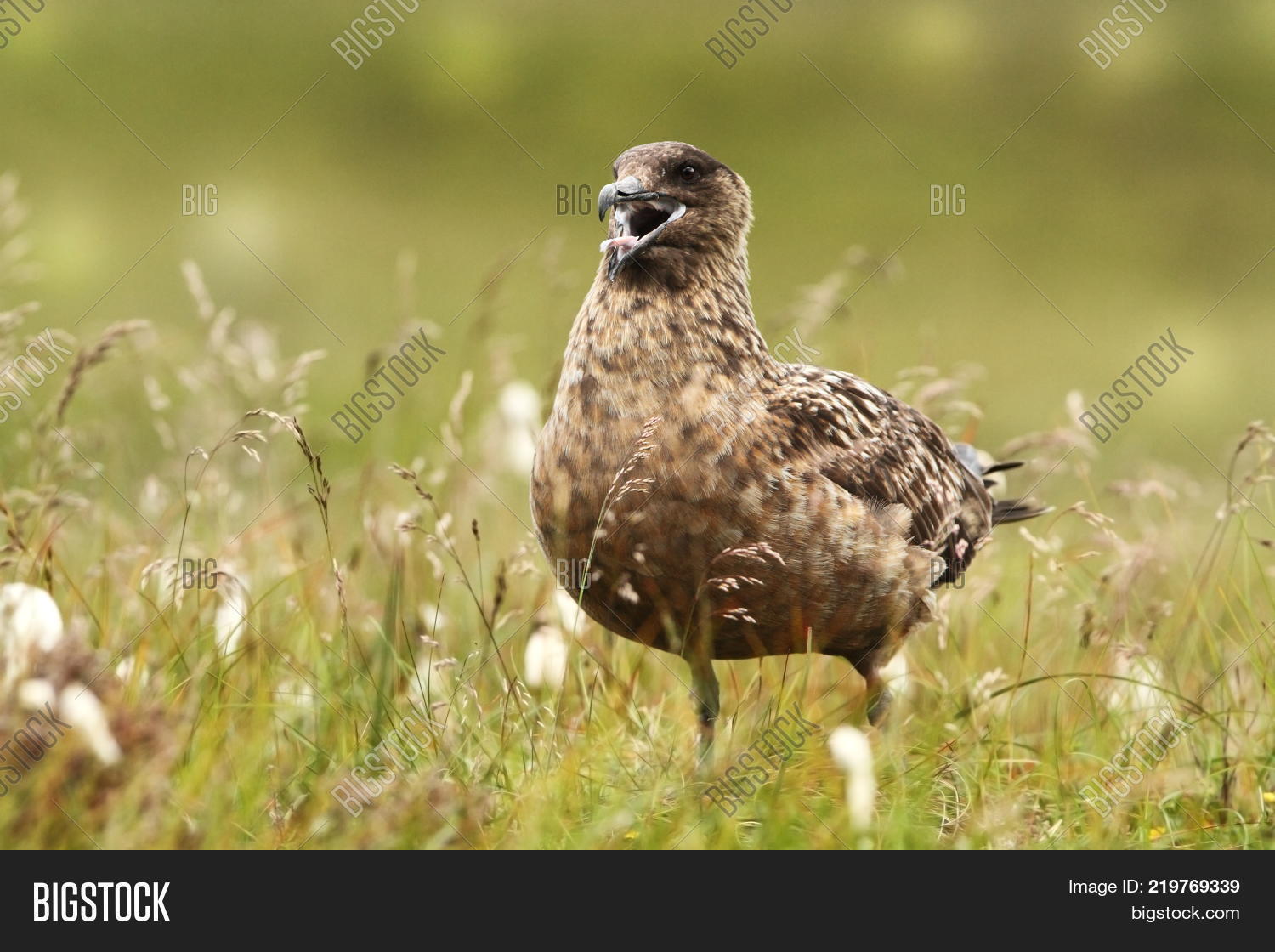 Skua Nests Only North Image & Photo (Free Trial) | Bigstock